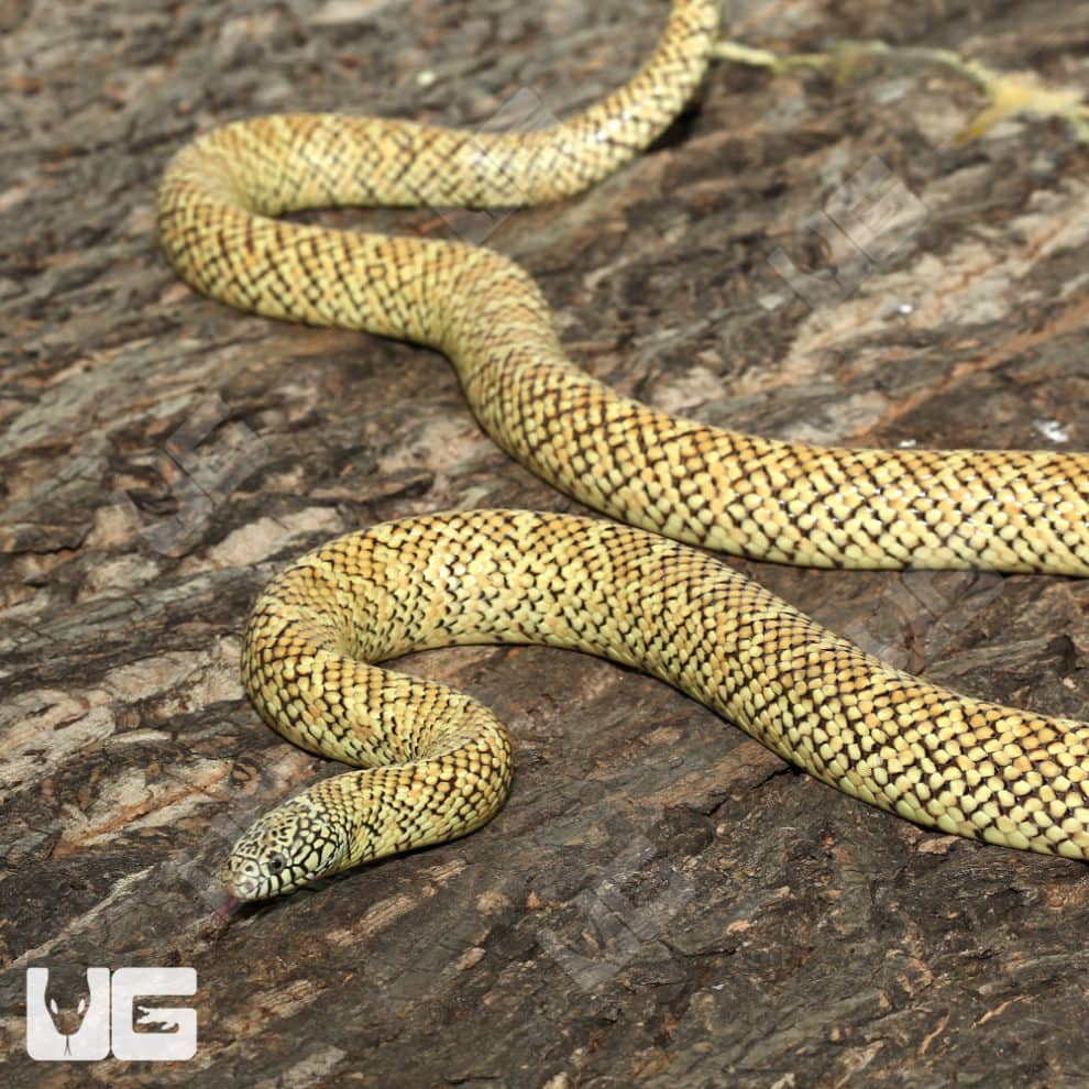 Adult Male Hypo Brooks Kingsnakes (Lampropeltis getula brooksi) For ...
