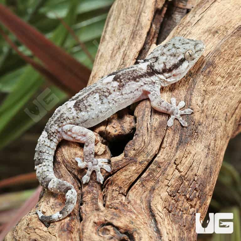 White Spot Gecko For Sale - Underground Reptiles