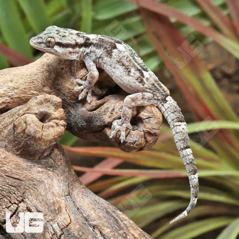White Spot Gecko For Sale - Underground Reptiles