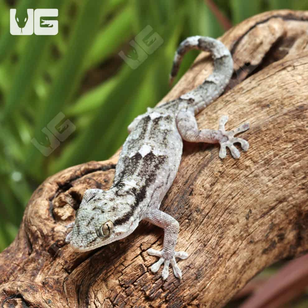 White Spot Gecko For Sale - Underground Reptiles