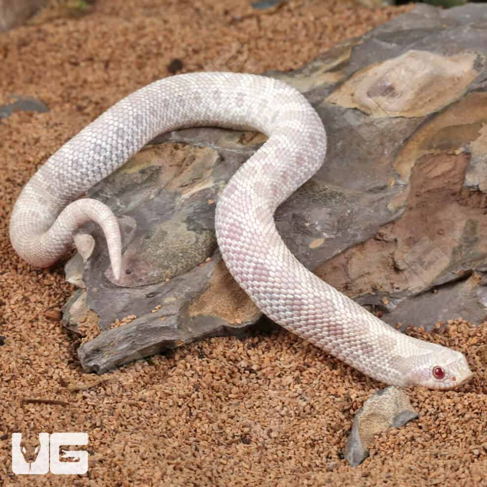 Baby Snow Western Hognose Snakes (Heterodon nasicus) For Sale ...
