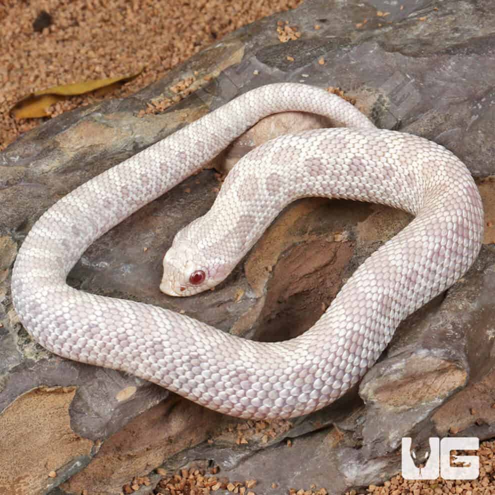 Baby Snow Western Hognose Snakes (Heterodon nasicus) For Sale ...