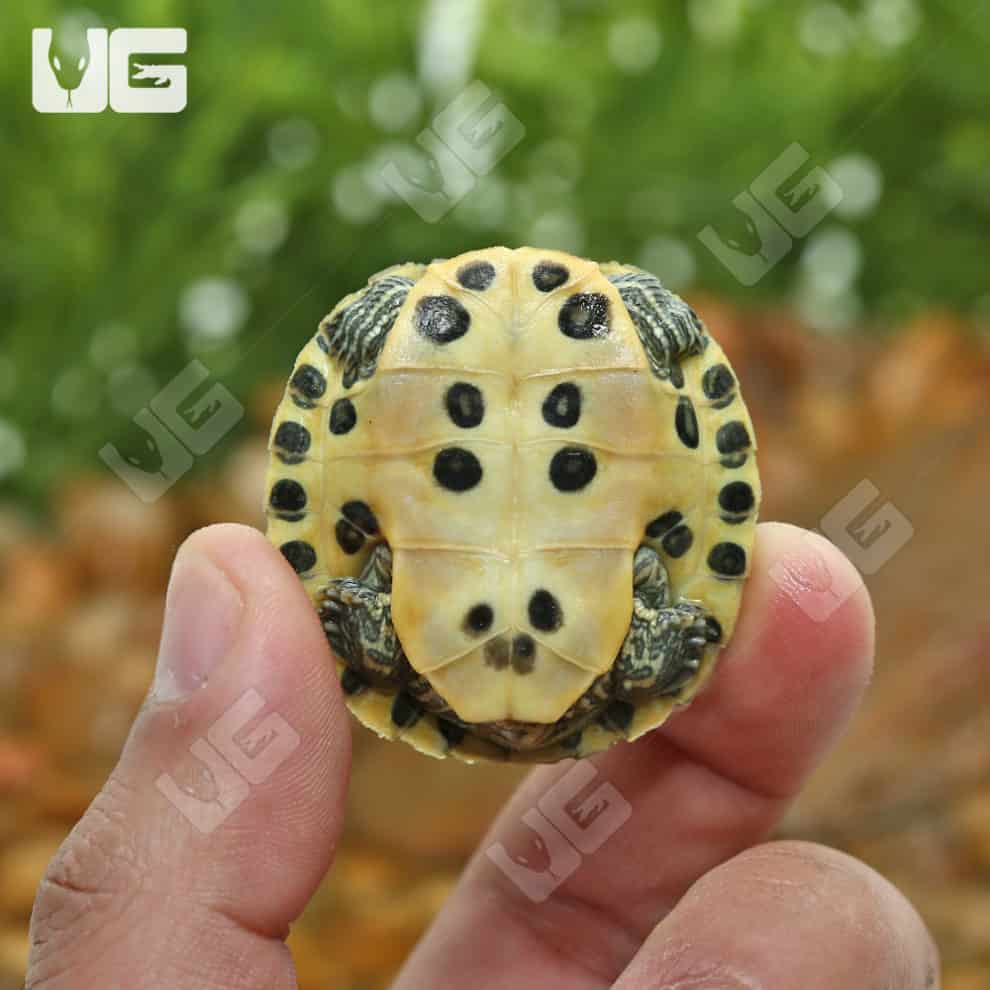 Baby Cumberland Sliders For Sale - Underground Reptiles