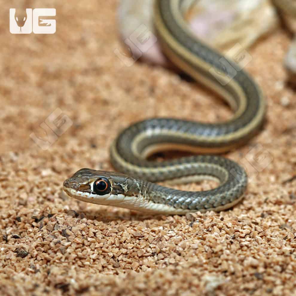 Hissing Sand Snake For Sale - Underground Reptiles