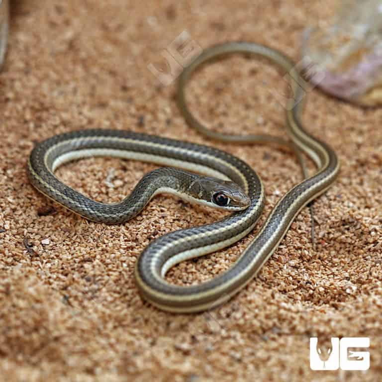 Hissing Sand Snake For Sale - Underground Reptiles