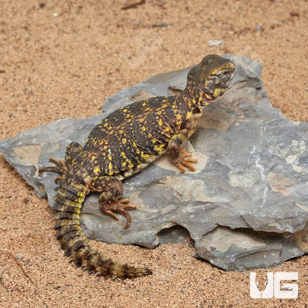 Lizards For Sale - Underground Reptiles