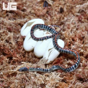 Baby C.B. Checkered Bellied Snake (Siphlophis cervinus) For Sale ...