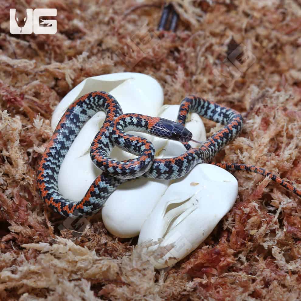 Baby C.B. Checkered Bellied Snake (Siphlophis cervinus) For Sale ...