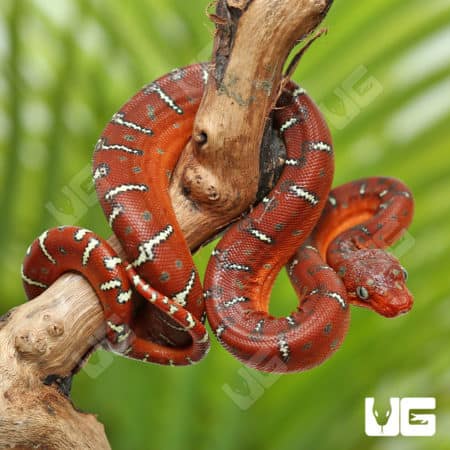 Baby Emerald Tree Boas For Sale - Underground Reptiles
