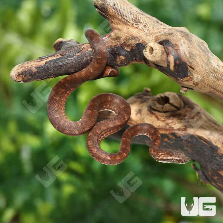 Baby Solomon Island Tree Boa for sale - Underground Reptiles