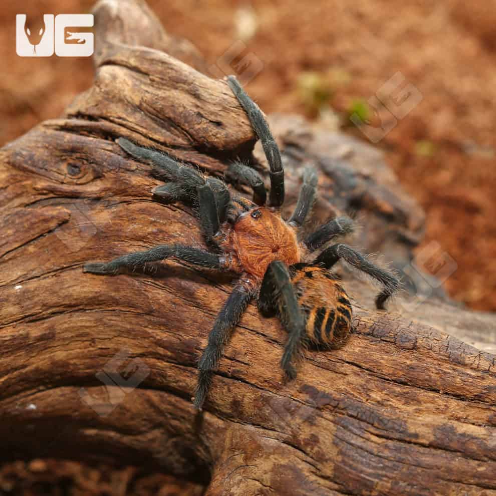 Venezuelan Suntiger Tarantula For Sale - Underground Reptiles