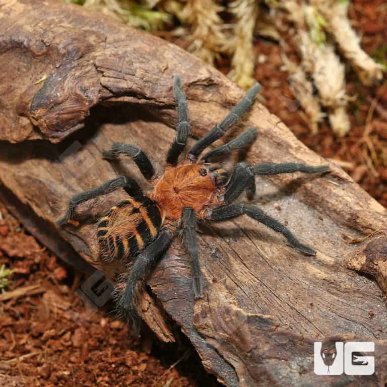Venezuelan Suntiger Tarantula For Sale - Underground Reptiles