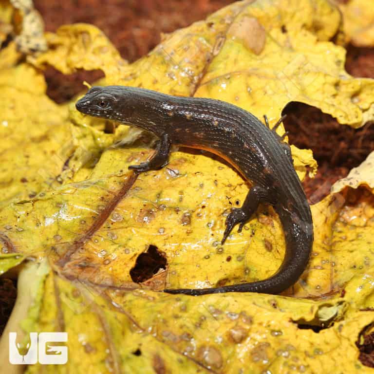 Lizards For Sale - Underground Reptiles