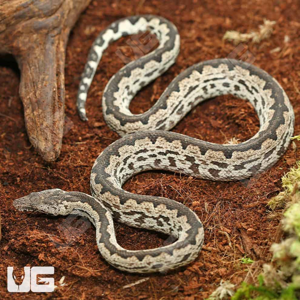 Exclusive Exotics for Sale - Snakes, Lizards, Turtles and More!