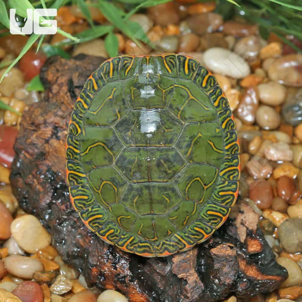 Western Painted Turtles For Sale - Underground Reptiles