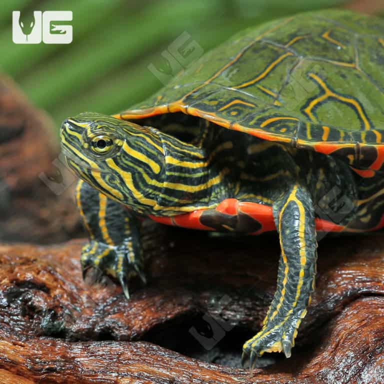 Western Painted Turtles For Sale - Underground Reptiles