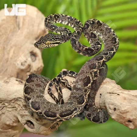 Amazon Tree Boas For Sale - Underground Reptiles
