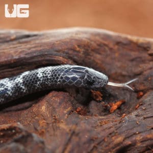 Baby African Wolf Snakes (Lycophidion capense) For Sale - Underground ...