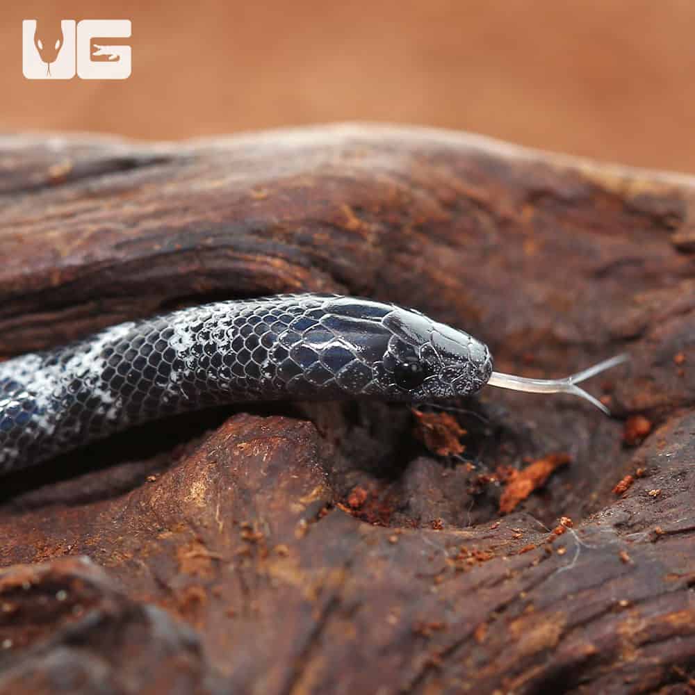 Baby African Wolf Snakes (Lycophidion capense) For Sale - Underground ...