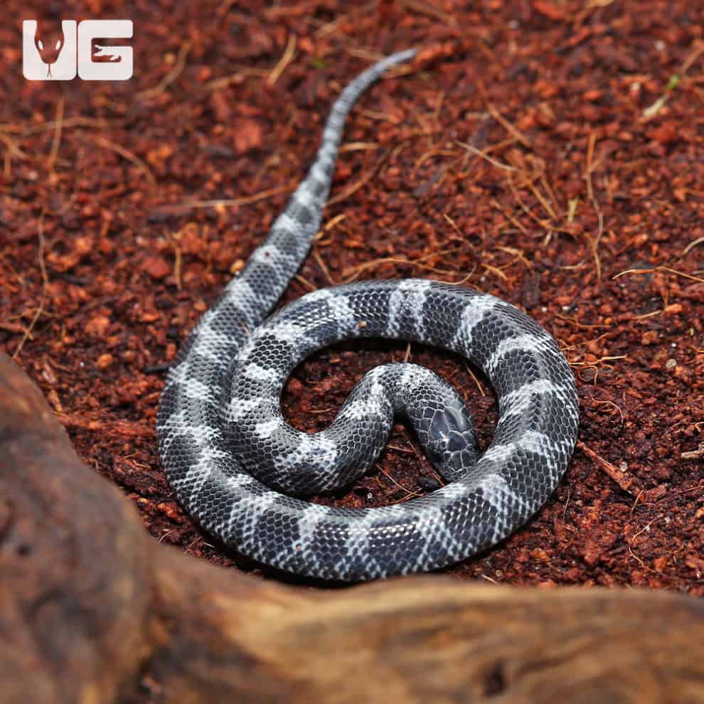 Baby African Wolf Snakes (Lycophidion capense) For Sale - Underground ...