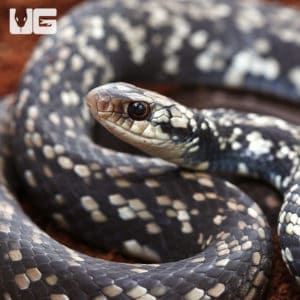 Other Snakes For Sale - Underground Reptiles