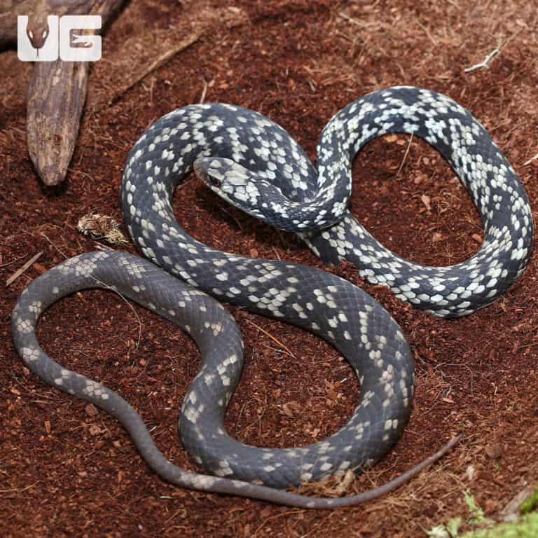 Masked Racers for sale - Underground Reptiles