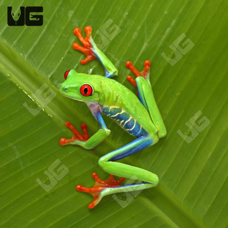 Red Eyed Tree Frogs For Sale - Underground Reptiles