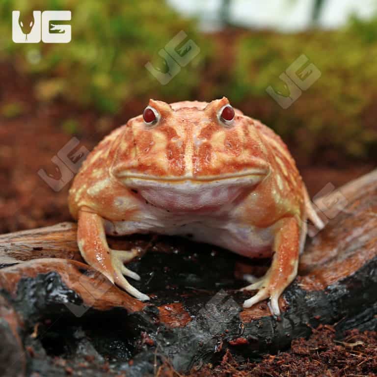 Pacmans & Pixie Frogs For Sale - Underground Reptiles