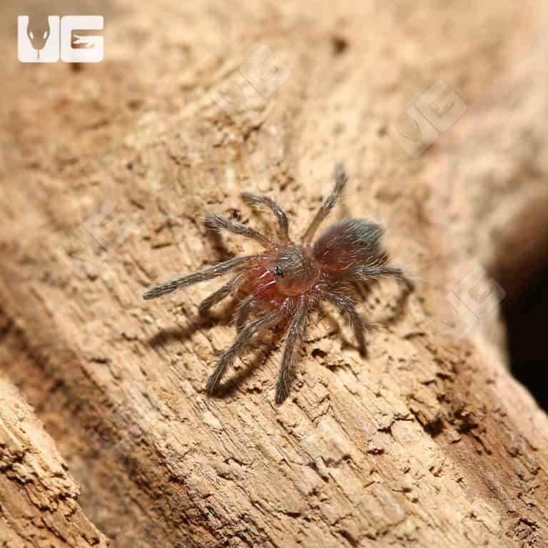 Argentine Dwarf Fire Rump Tarantula Sling (plesiopelma longisternale ...