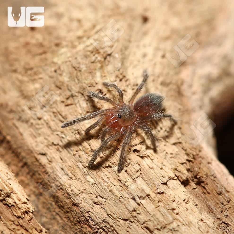 Argentine Dwarf Fire Rump Tarantula Sling (plesiopelma longisternale ...