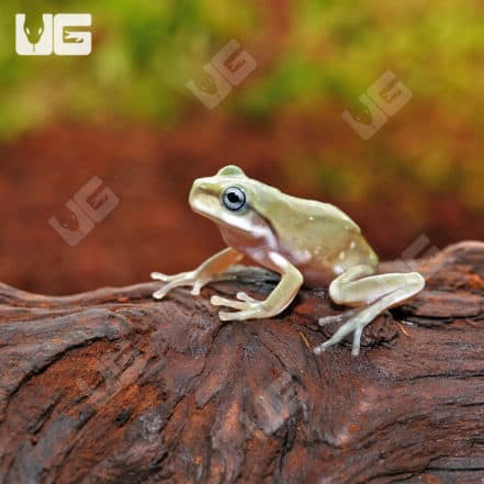 Baby Snowflake Australian Blue Dumpy Tree Frog - Underground Reptiles