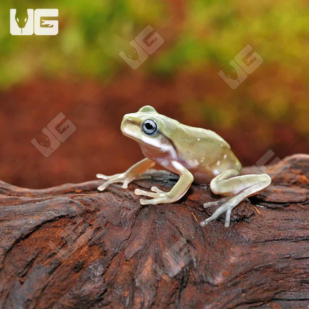 Baby Snowflake Australian Blue Dumpy Tree Frog - Underground Reptiles