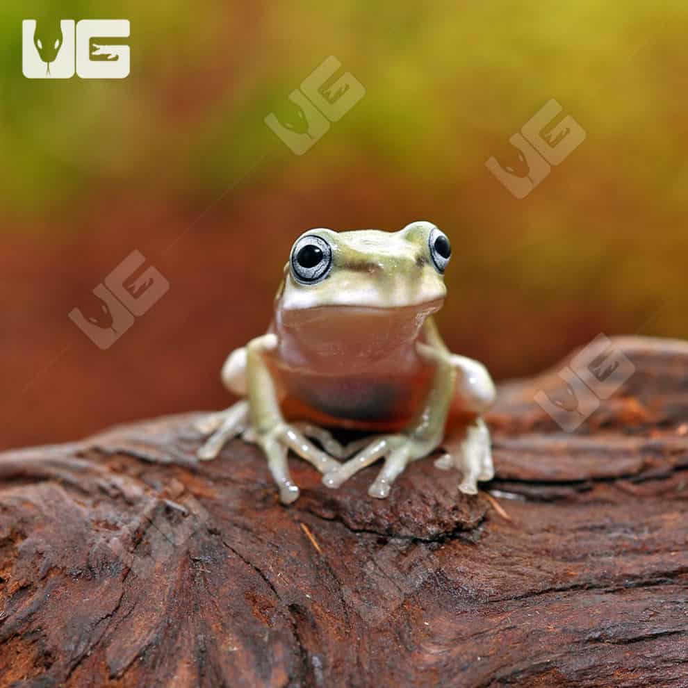 Baby Snowflake Australian Blue Dumpy Tree Frog - Underground Reptiles