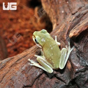 Baby Snowflake Australian Blue Dumpy Tree Frog - Underground Reptiles