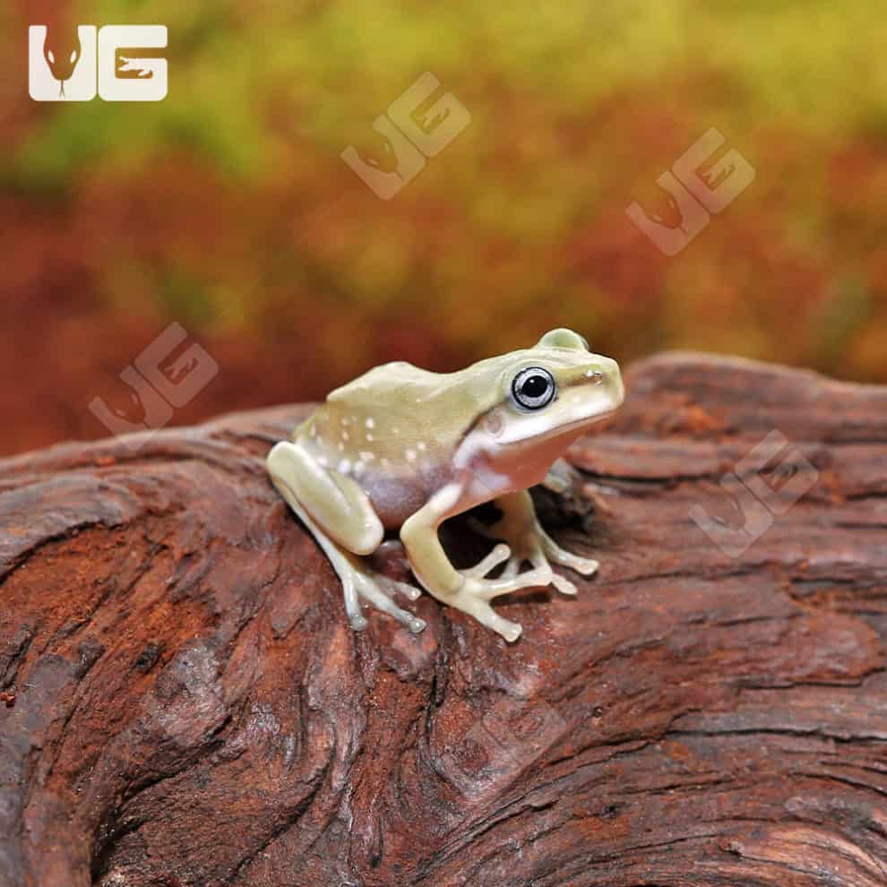 Baby Snowflake Australian Blue Dumpy Tree Frog - Underground Reptiles