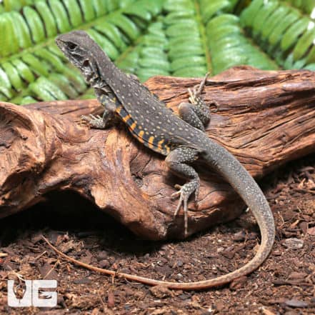 Baby Butterfly Agama (Leiolepis guttata) For Sale - Underground Reptiles