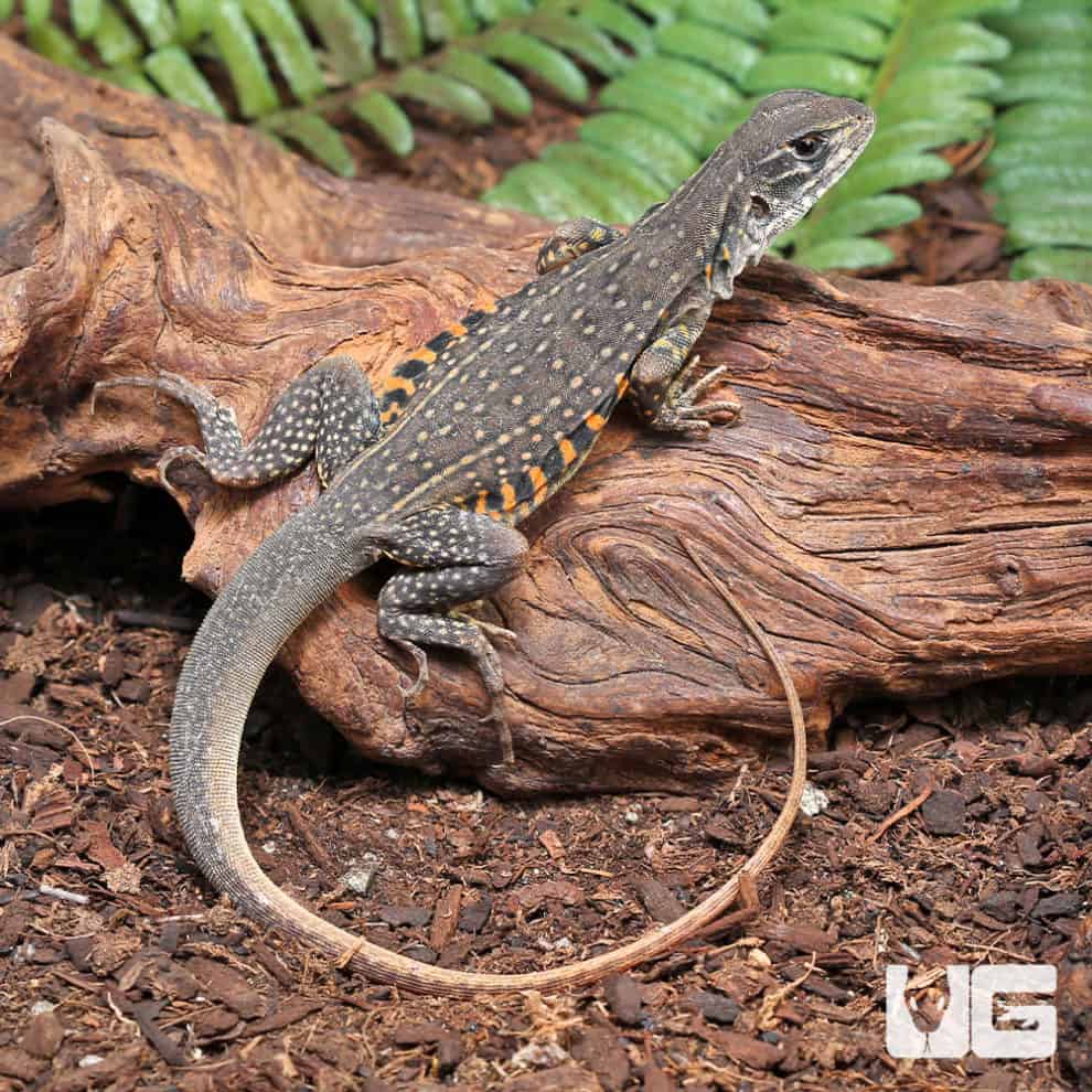 Baby Butterfly Agama (Leiolepis guttata) For Sale - Underground Reptiles