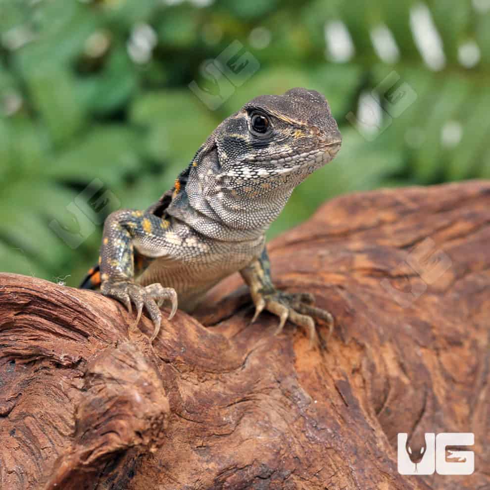 Baby Butterfly Agama (Leiolepis guttata) For Sale - Underground Reptiles