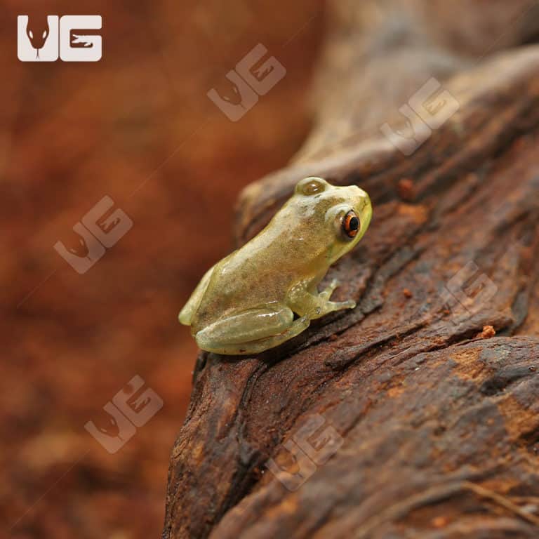 Cuban Tree Frogs For Sale - Underground Reptiles