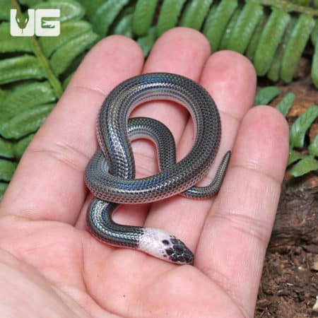 Sunbeam Snakes For Sale - Underground Reptiles