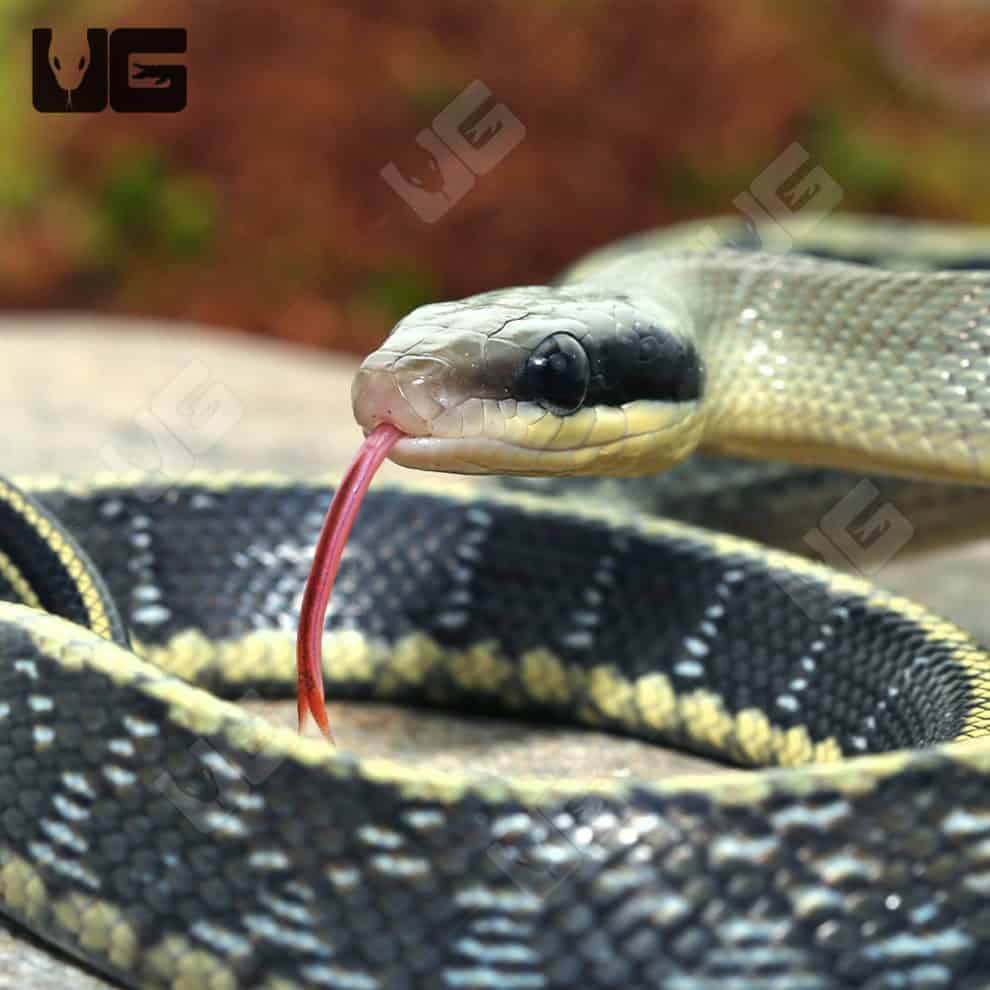 Baby Ringer Ball Python For Sale - Underground Reptiles