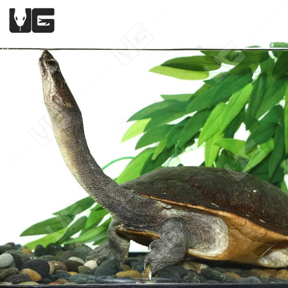 Adult Northern Snake Neck Turtles For Sale - Underground Reptiles