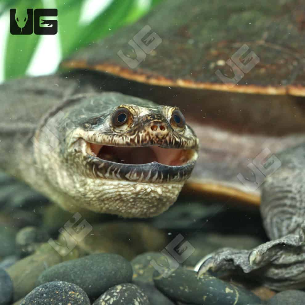 Adult Northern Snake Neck Turtles For Sale - Underground Reptiles