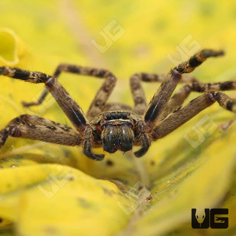 Cameroon Crab Huntsman Spiders for sale - Underground Reptiles