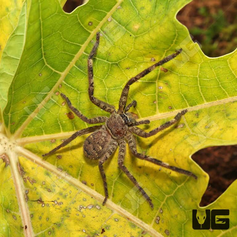 Cameroon Crab Huntsman Spiders for sale - Underground Reptiles