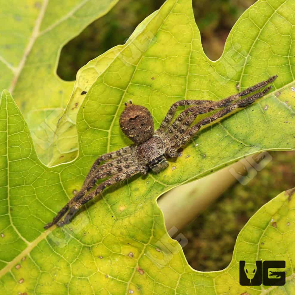 Cameroon Crab Huntsman Spiders for sale - Underground Reptiles