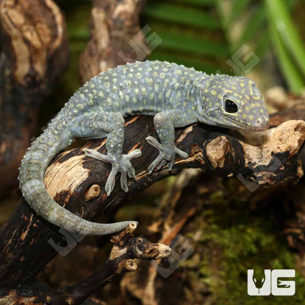 Tokay Geckos For Sale - Underground Reptiles