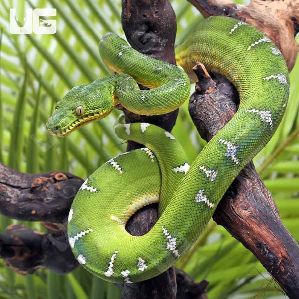 Emerald Tree Boas For Sale - Underground Reptiles