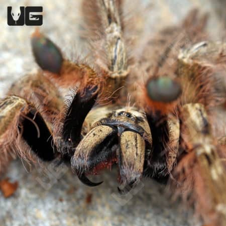 Tarantulas & Spiders Archives - Page 27 of 35 - Underground Reptiles