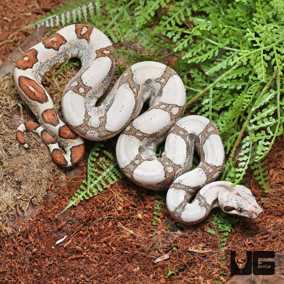 Baby Female Fire Pos. Jungle Redtail Boa (Boa constrictor imperator ...